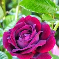 Sevda Dag – Medium