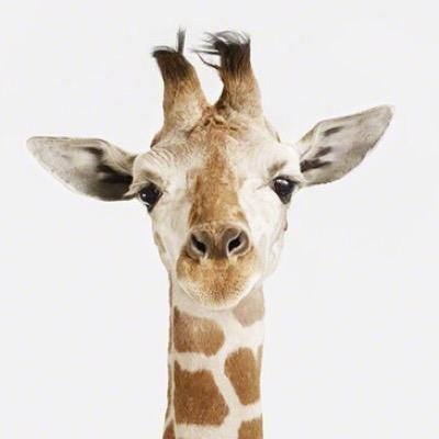 Mitchell Morris – Medium