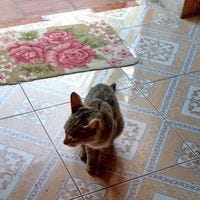 Kozaru Chiyo – Medium