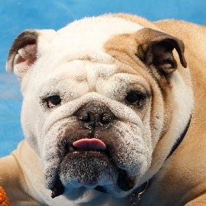 Grumpy Bulldog – Medium