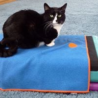 Zippy Cat – Medium