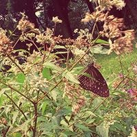 Pearl Lin – Medium