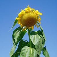 Alexandra Booke – Medium