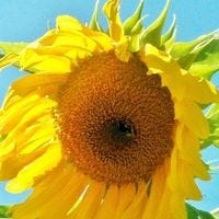 Elizabeth E. Bates – Medium