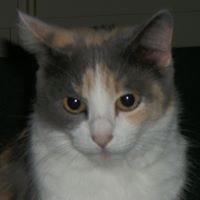 About – Lu Calico – Medium