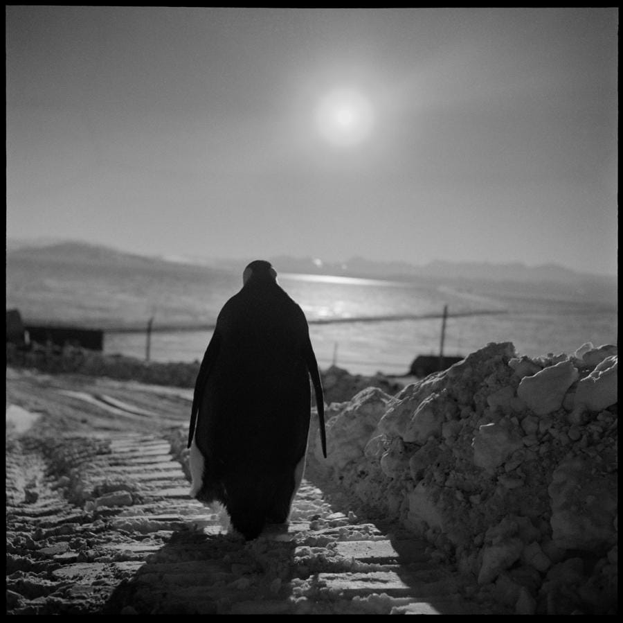 Peter Ring – Medium