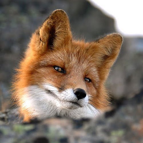 Robin Fox – Medium