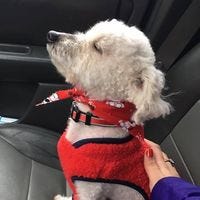 Christine Stafford – Medium