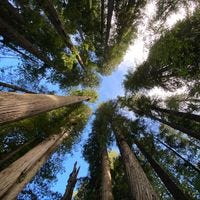 Chip Duncan – Medium