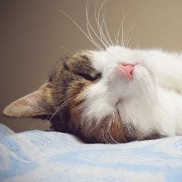 Cute Cat Gear – Medium