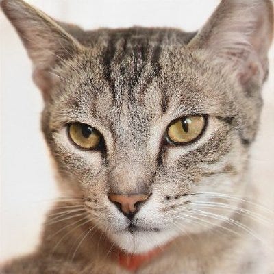 Tracy Chavez – Medium