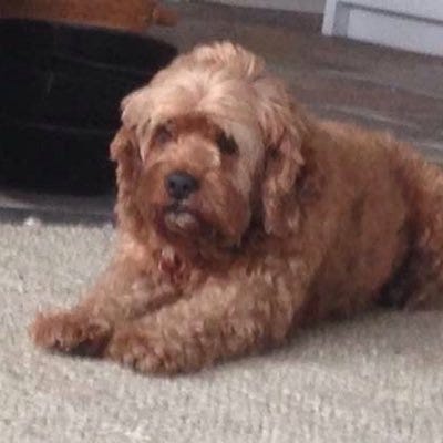 Tyler – Medium