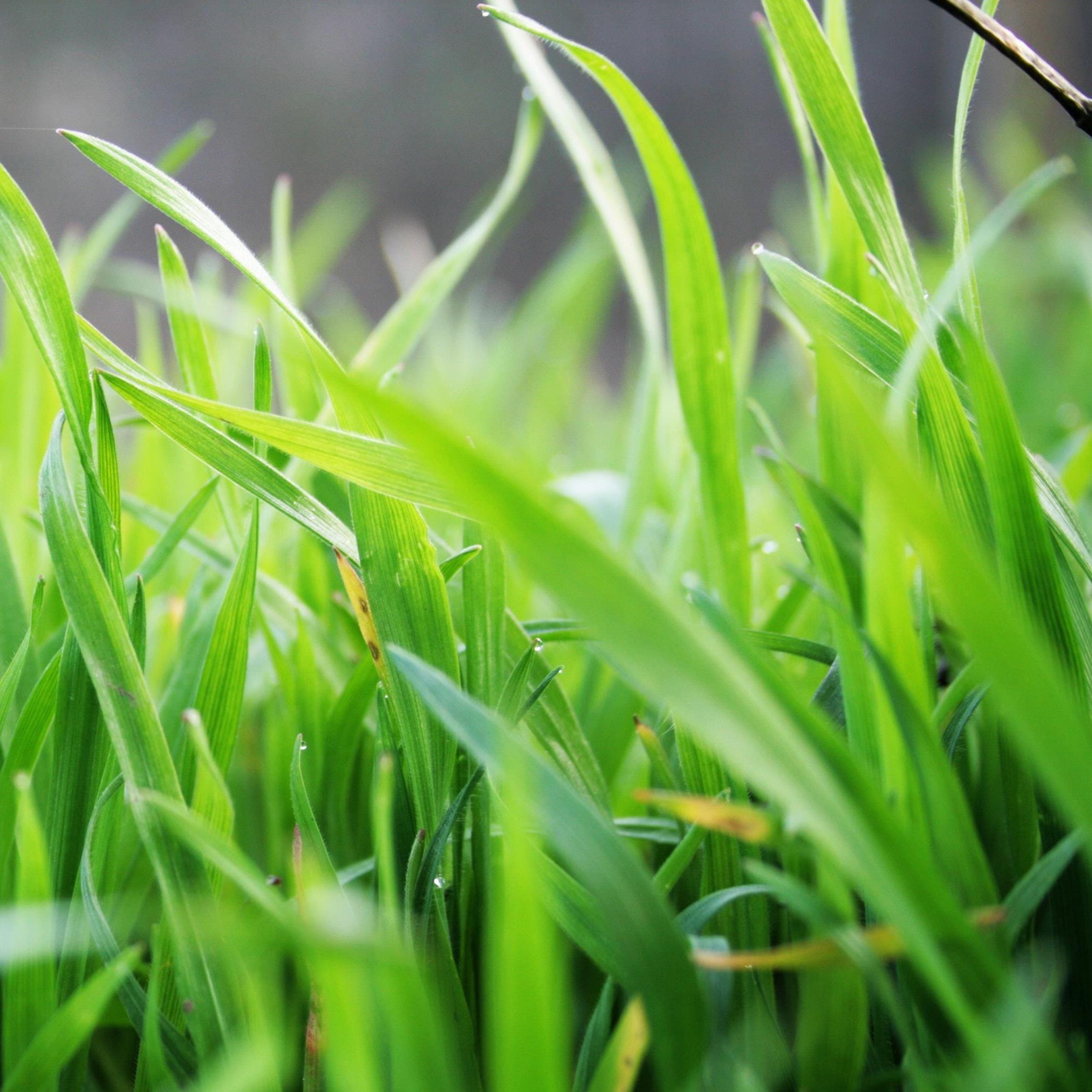 Open Access Learning Medium