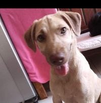 Nylrahc Auhc – Medium