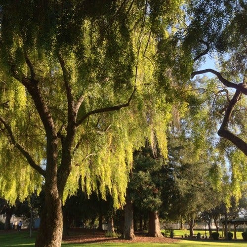 David Garver – Medium