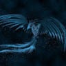 About – Phoenix SV – Medium