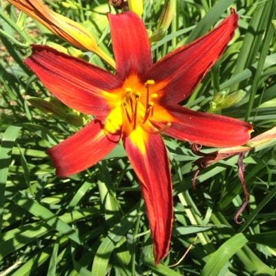 Ruby Hearn – Medium