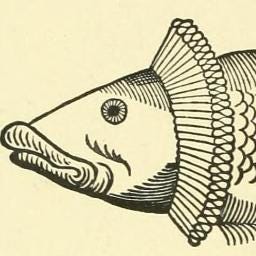Story Creature Medium