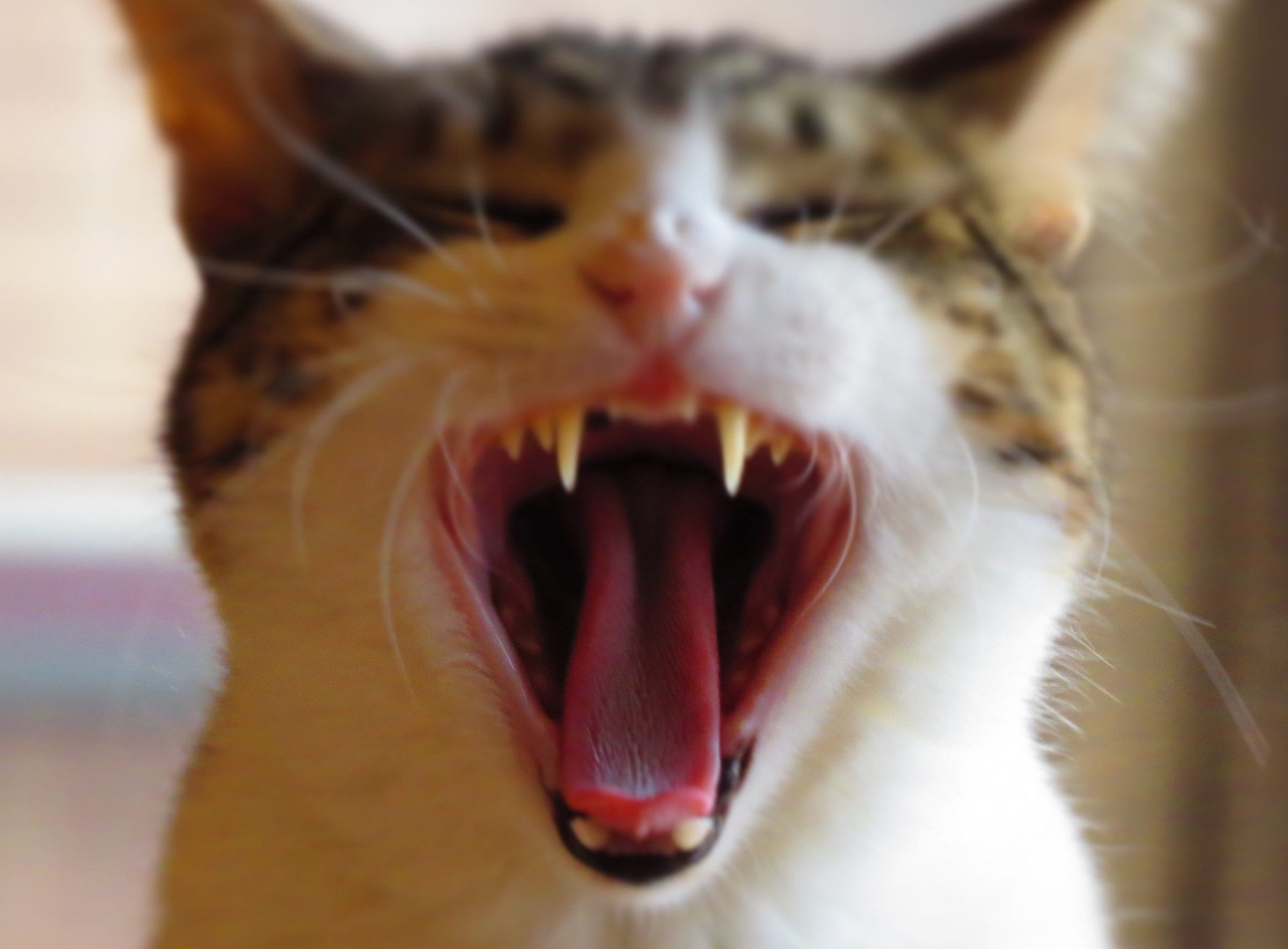 Es Burroughs – Medium