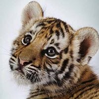 Tiger Tang – Medium