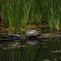 Judith Kidd – Medium