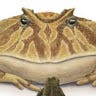 HERPy derpy – Medium
