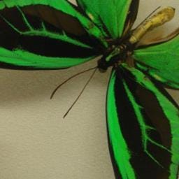 About – LSU Entomology – Medium
