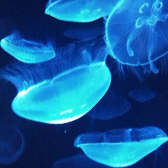 Mattia Ciprian – Medium