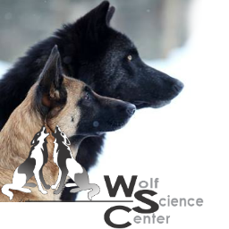 About – Wolf Science Center – Medium
