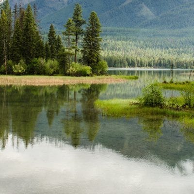 Nature Chronicles – Medium