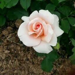 Rose Ann Jones – Medium