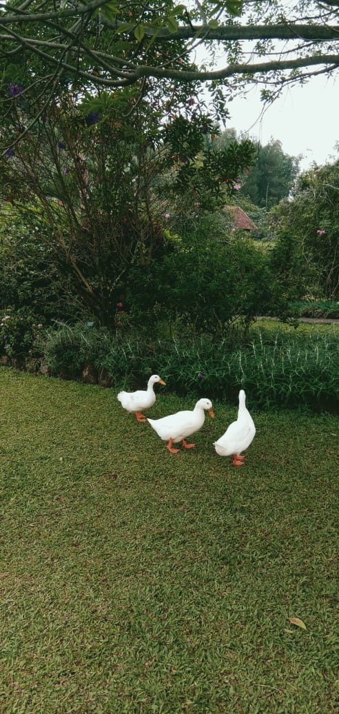 Siti Hajar Sofuroh – Medium