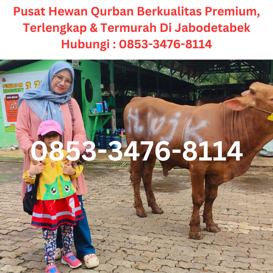SUPPLIER SAPI QURBAN – Medium