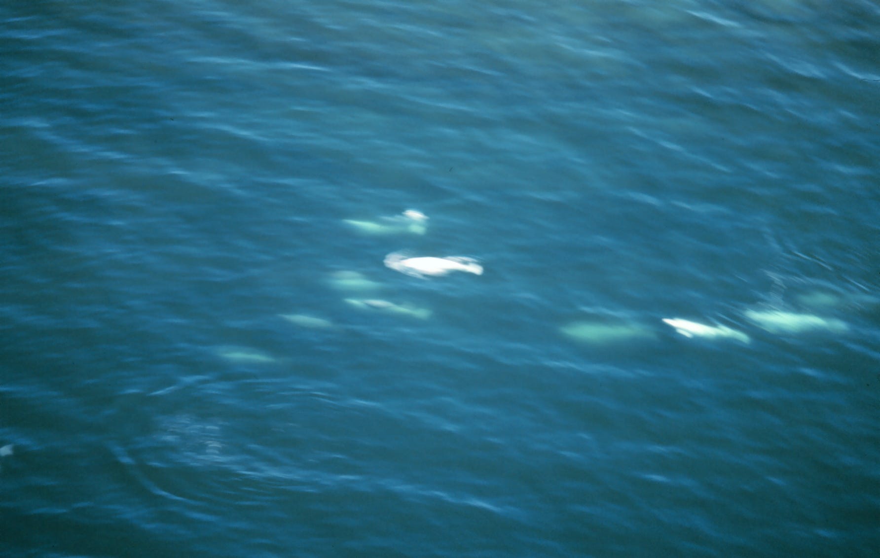 Tracking contaminants of emerging concern in beluga
