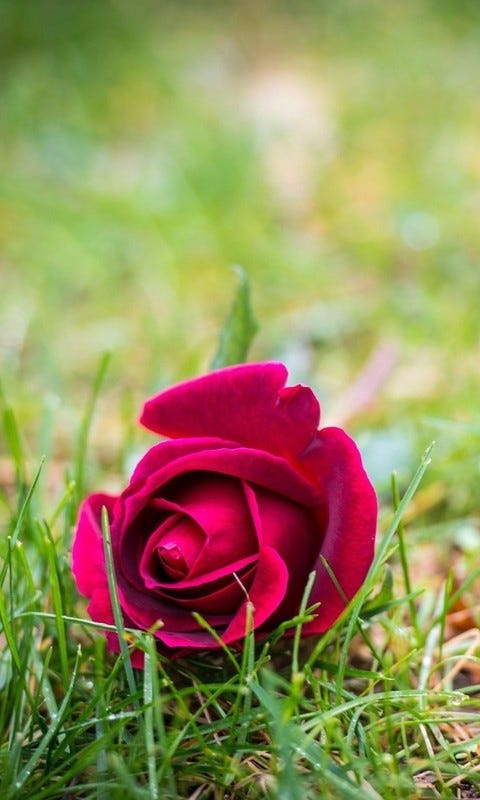 Hanging Thread, Refreshing Cherishment