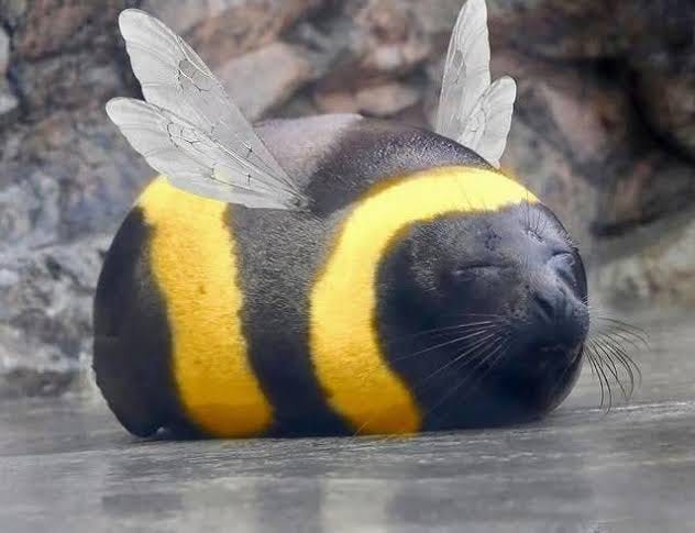About – bee seal – Medium