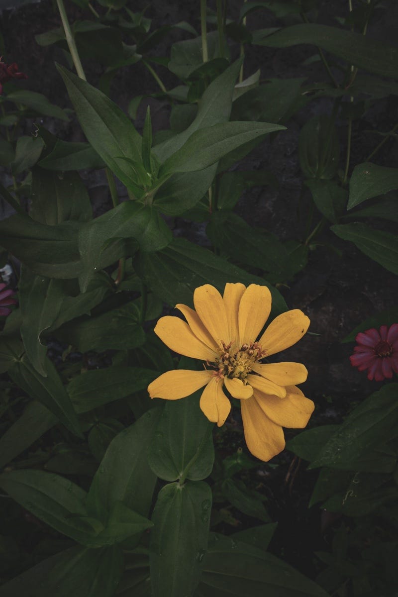 Puri Lestari – Medium