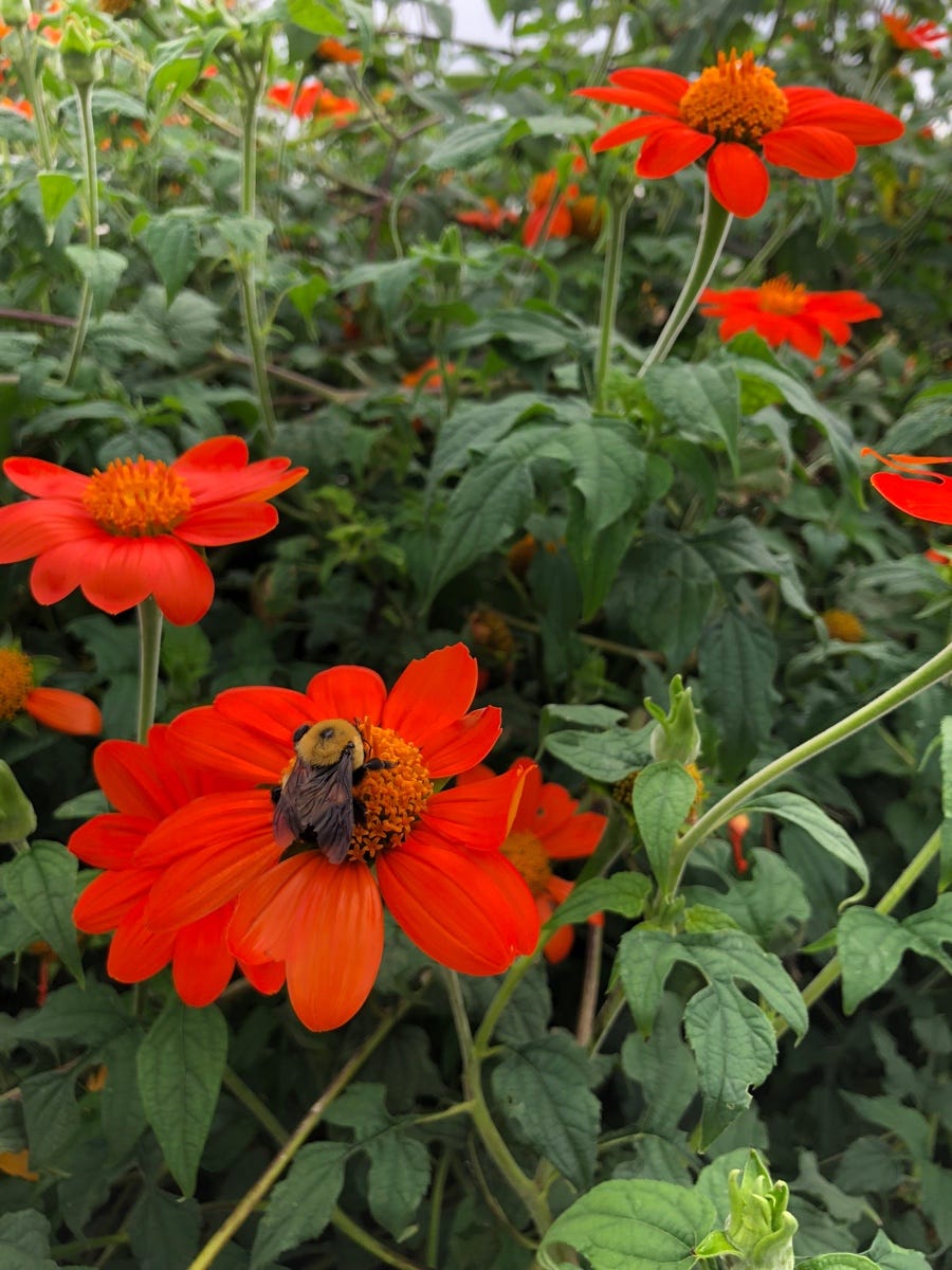 Stephanie King – Medium