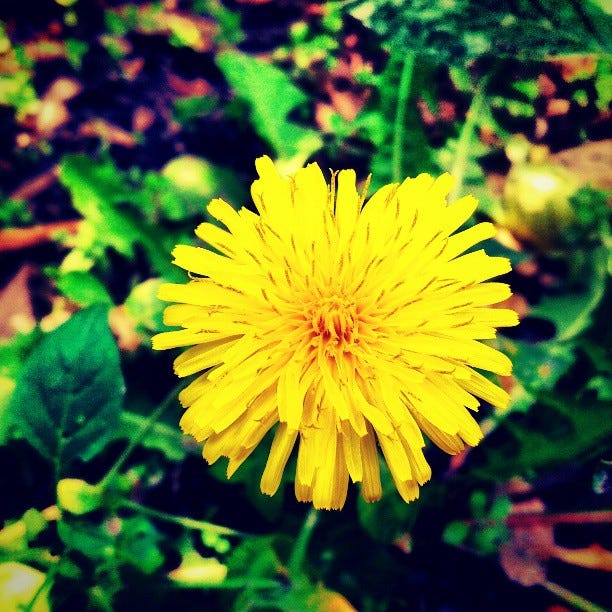 Shena Mcisaac – Medium