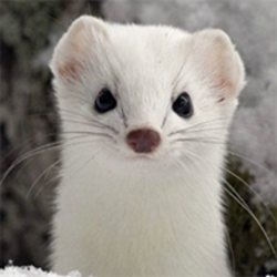 ERMINE – Medium