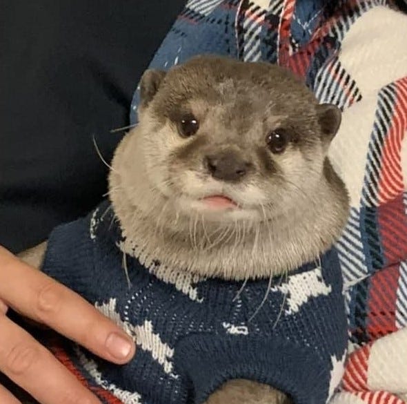 About – Bombardo – Medium