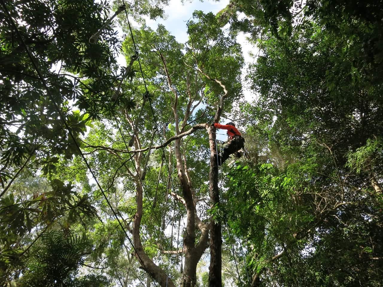Aussie Tree Care – Medium