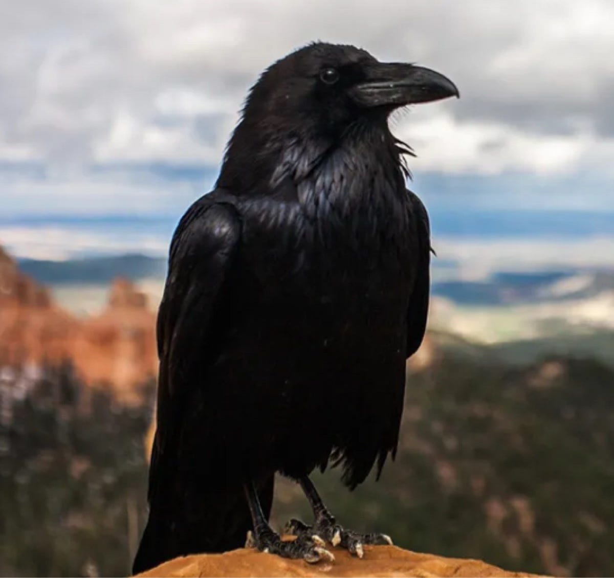 Rachael Roth – Medium