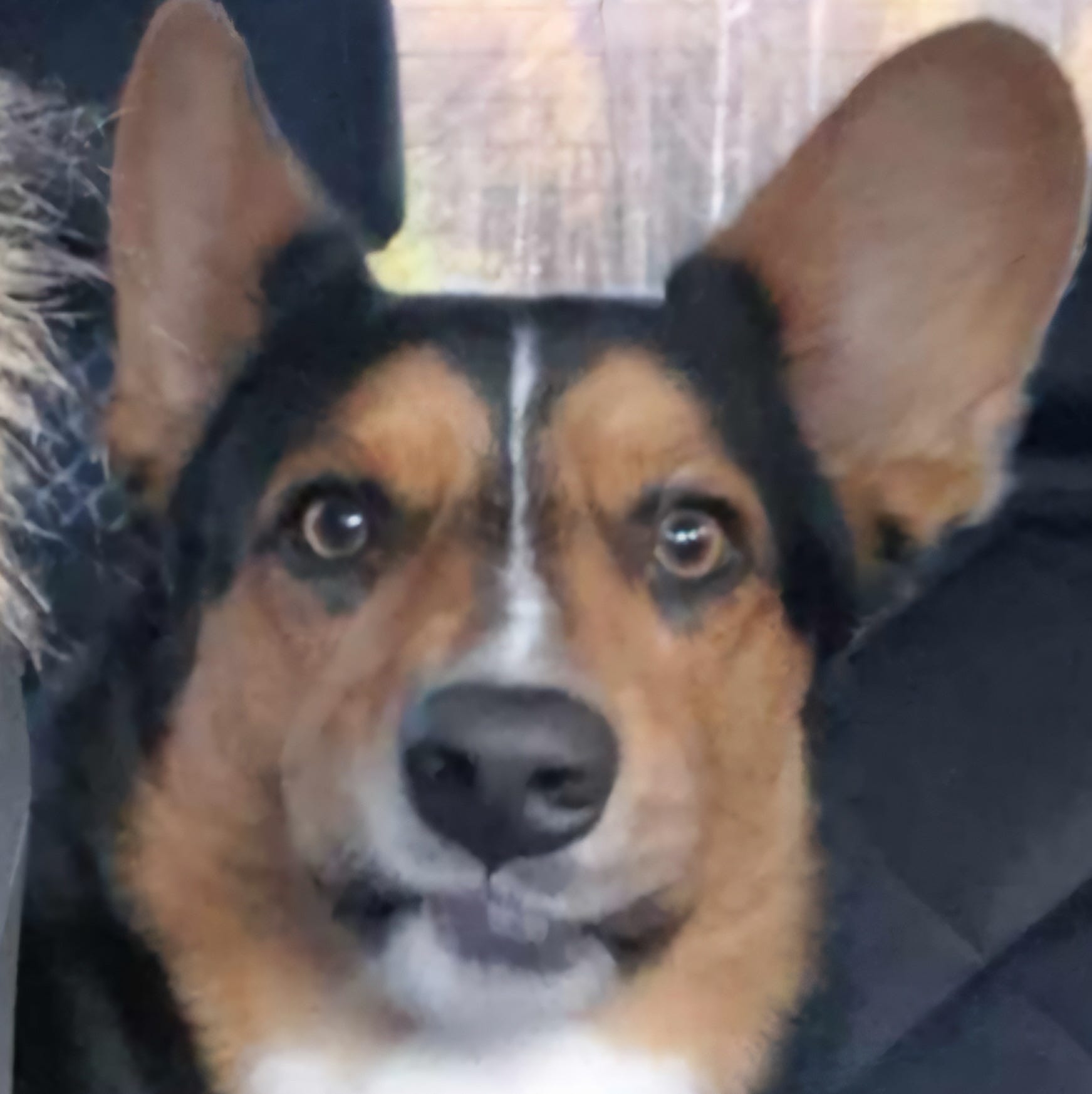 Corgi Coder – Medium