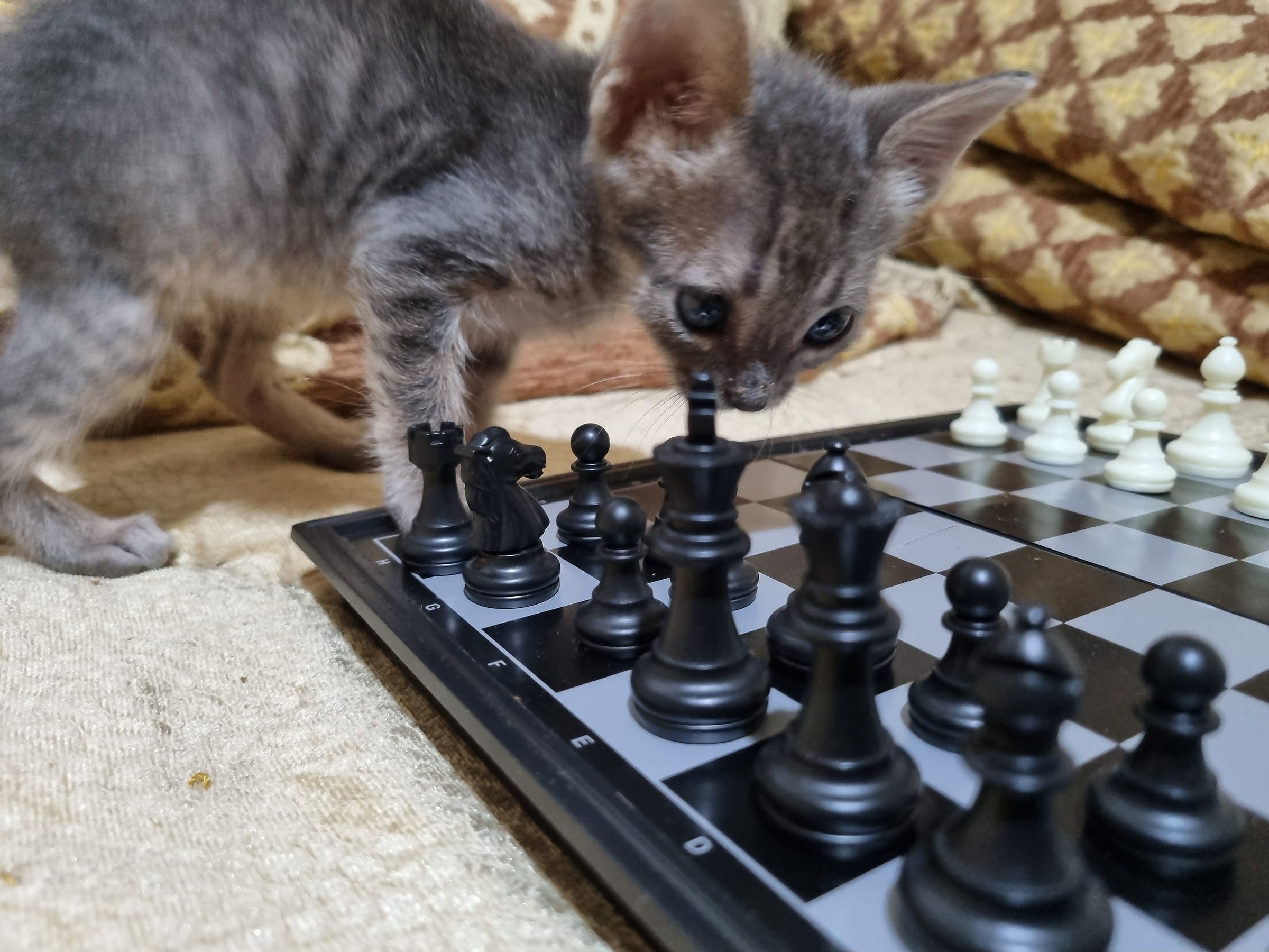 Ali Wanders – Medium