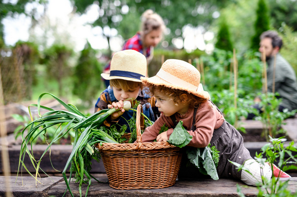 About – Garden Tips Guy – Medium