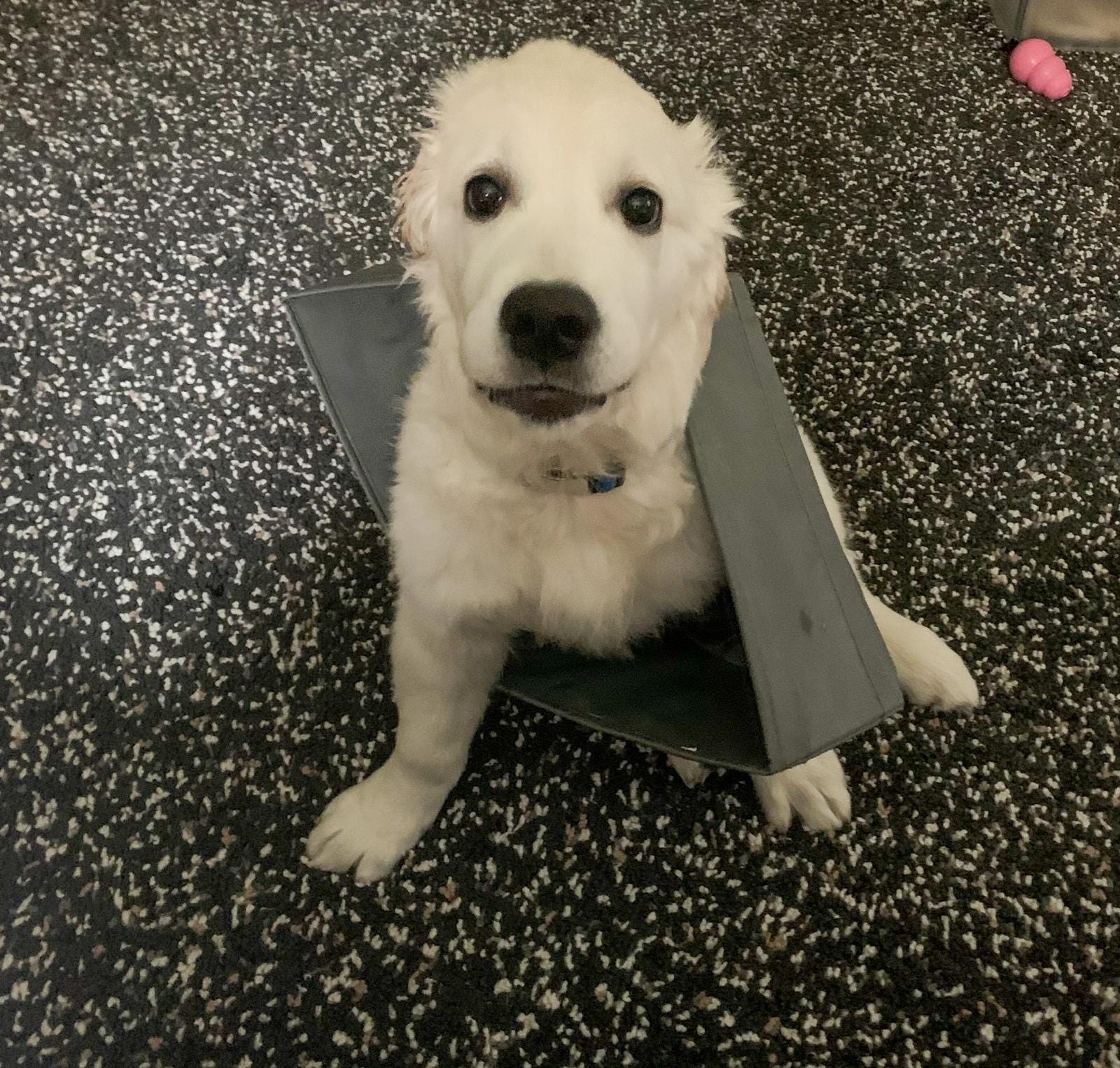 About – Ameera – Medium