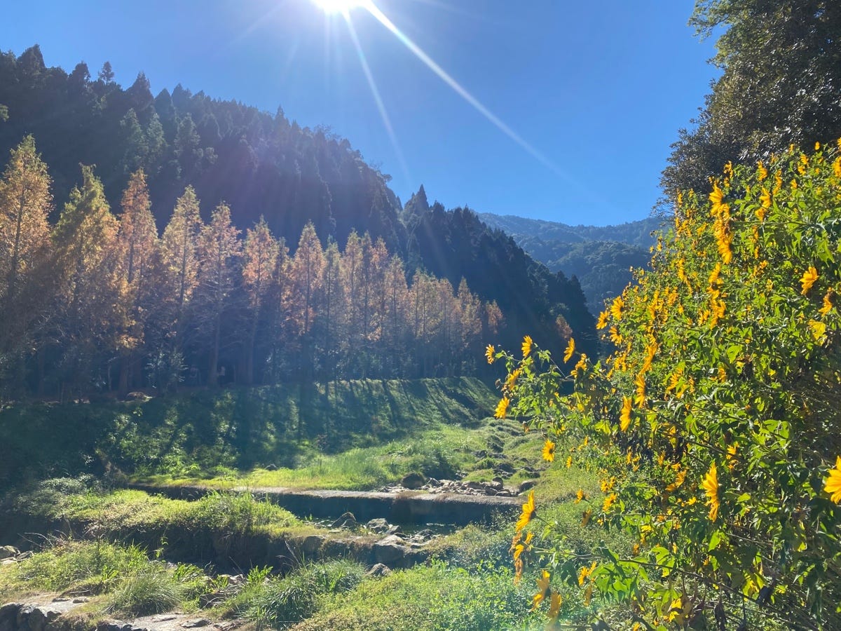 Phyllis Wu – Medium