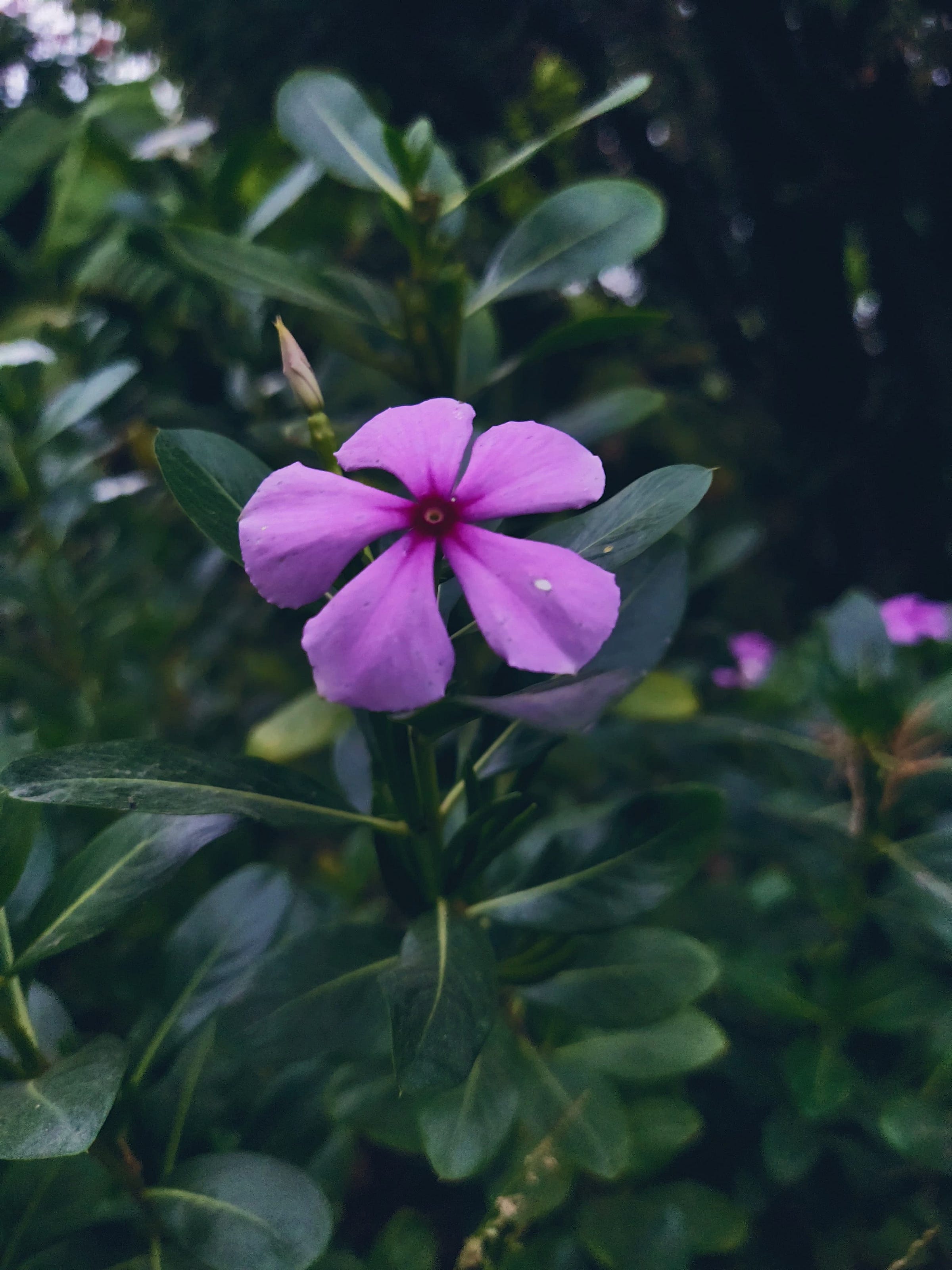 Muhammad Husnain – Medium