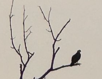 Cry Bird (To Be Set Free) – Medium